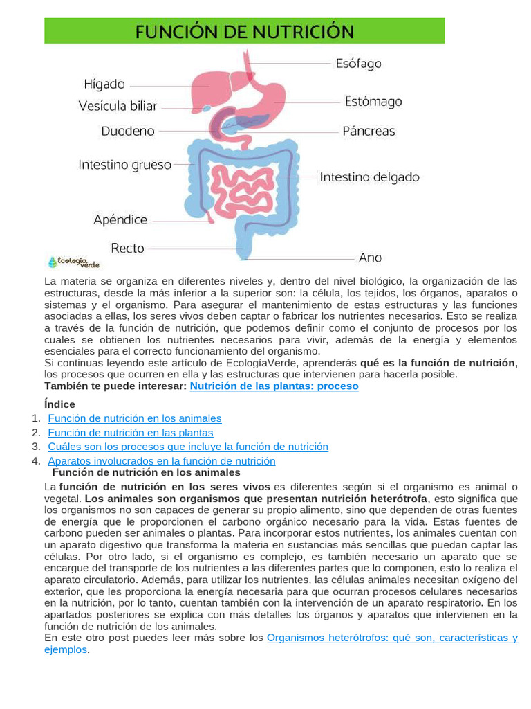 Función de nutrición en seres vivos | PDF | Nutrientes | Nutrición