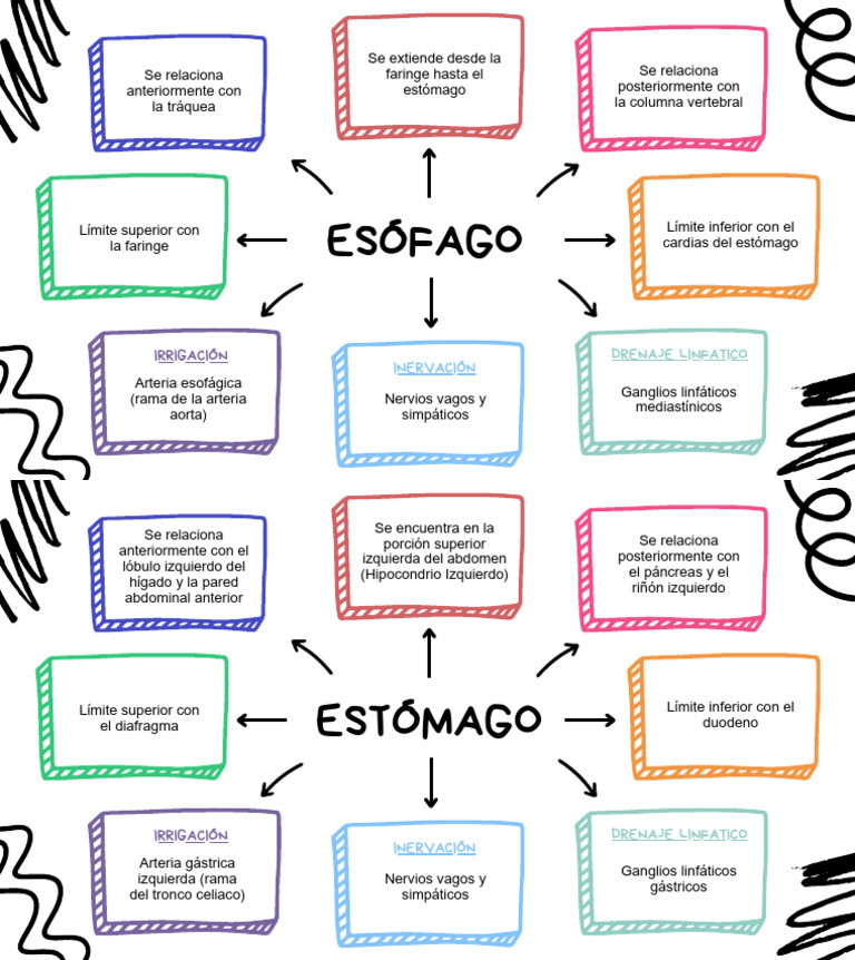 Diagrama De Esofago E Estomago