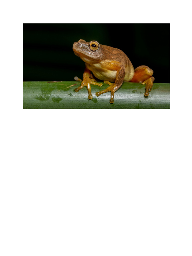 Frog 5 | PDF