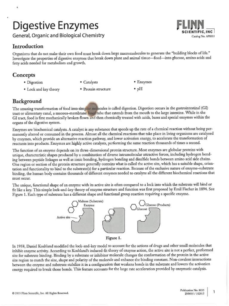 Digestive Enzymes Lab | PDF