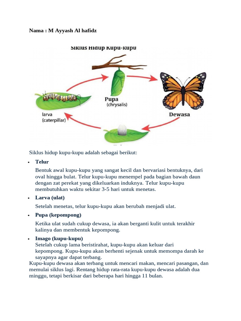 Siklus Hidup Kupu2-Ayas | PDF | Sains & Matematika