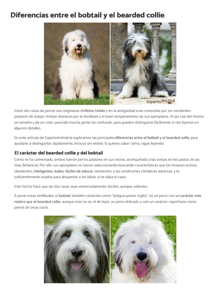 Diferencias entre Bobtail y Bearded Collie | PDF | Collie | Perros de ...