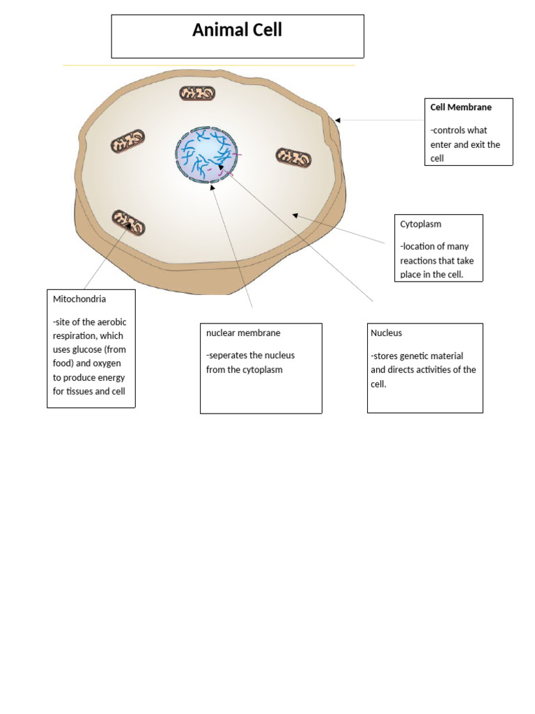 Digital Plant & Animal Cell | PDF | Cellular Respiration | Cell (Biology)