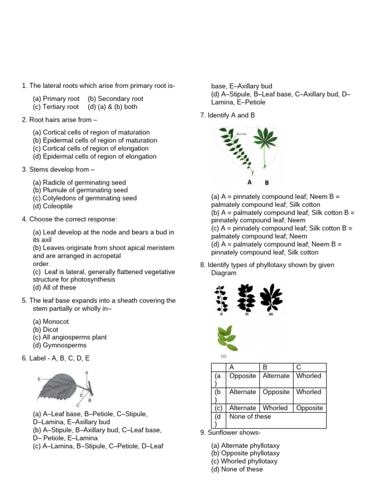 Botany Quiz for Students | PDF | Plant Stem | Leaf