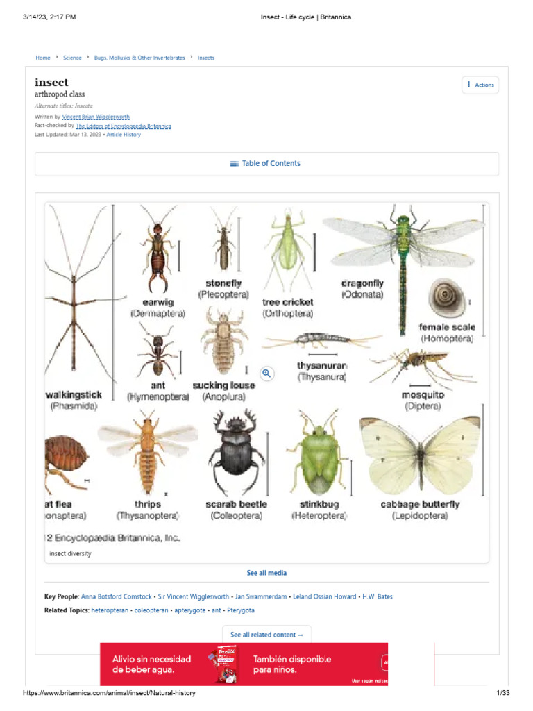 Entomology Insects Britannica | PDF | Insects | Pupa