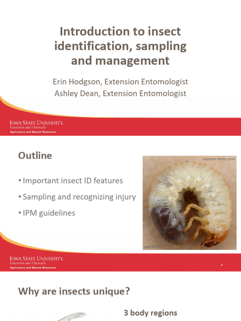 Introduction To Insects | PDF | Insects | Beetle