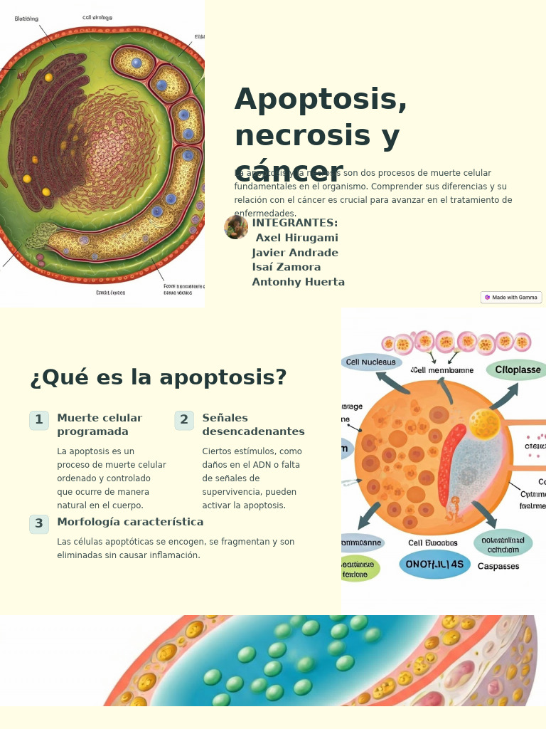 Apoptosis Necrosis y Cancer | PDF | Apoptosis | Cáncer