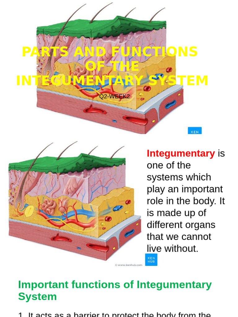 Sci6q2w2-Parts and Functions of Integumentary System | PDF | Skin | Integumentary System