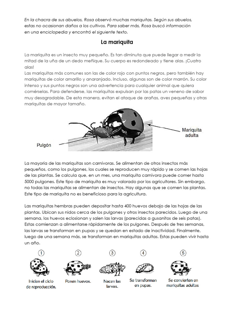 Las Mariquitas Eval Diag 5to | PDF | Coccinellidae | Insectos