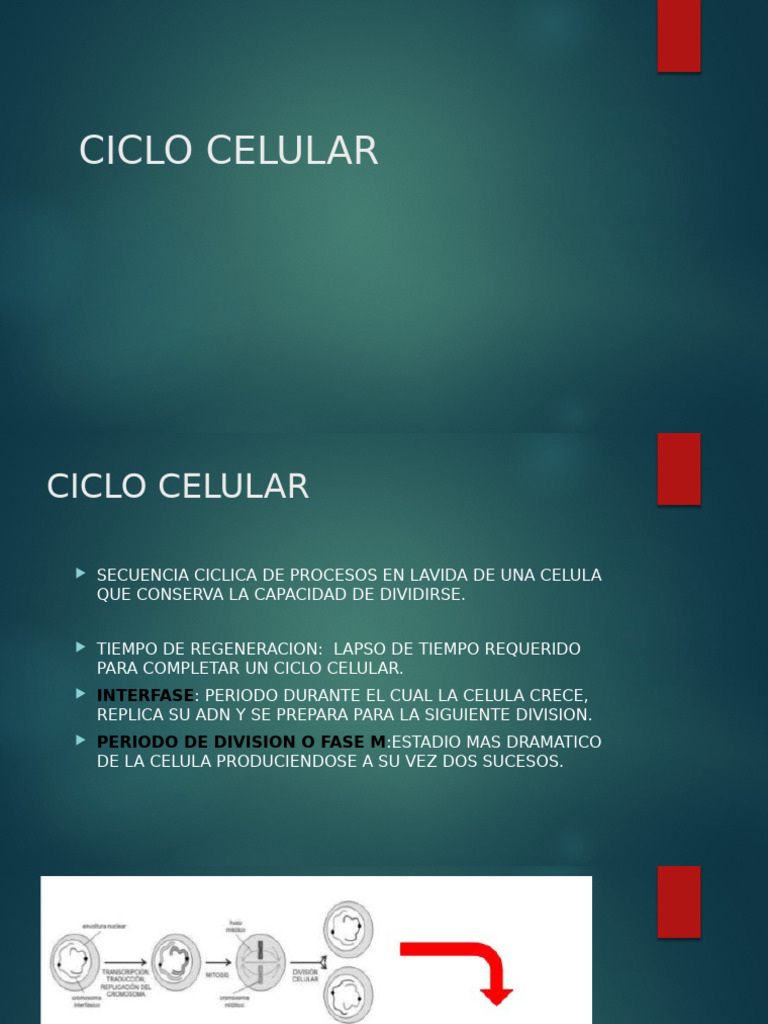 Ciclo Celular | PDF | Mitosis | Mitosis