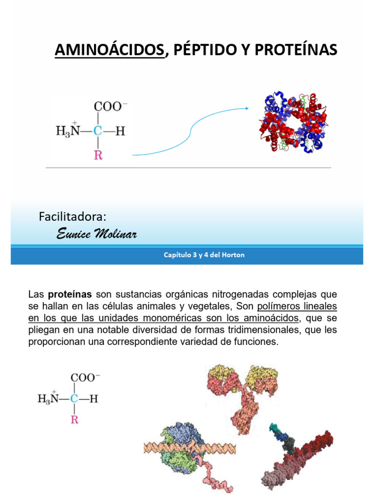 3 Aminoácidos-Peptidos y Proteínas PDF | PDF | Aminoácidos | Estructura ...