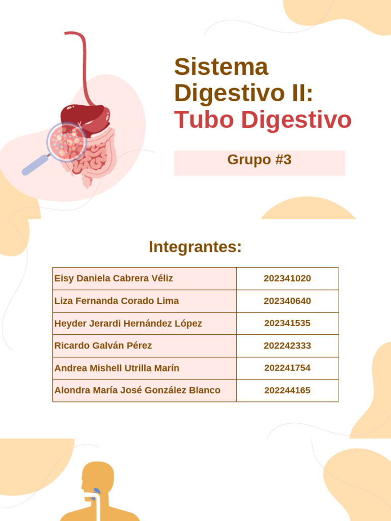 Anatomía y Función del Tubo Digestivo | PDF | Estómago | Tracto ...