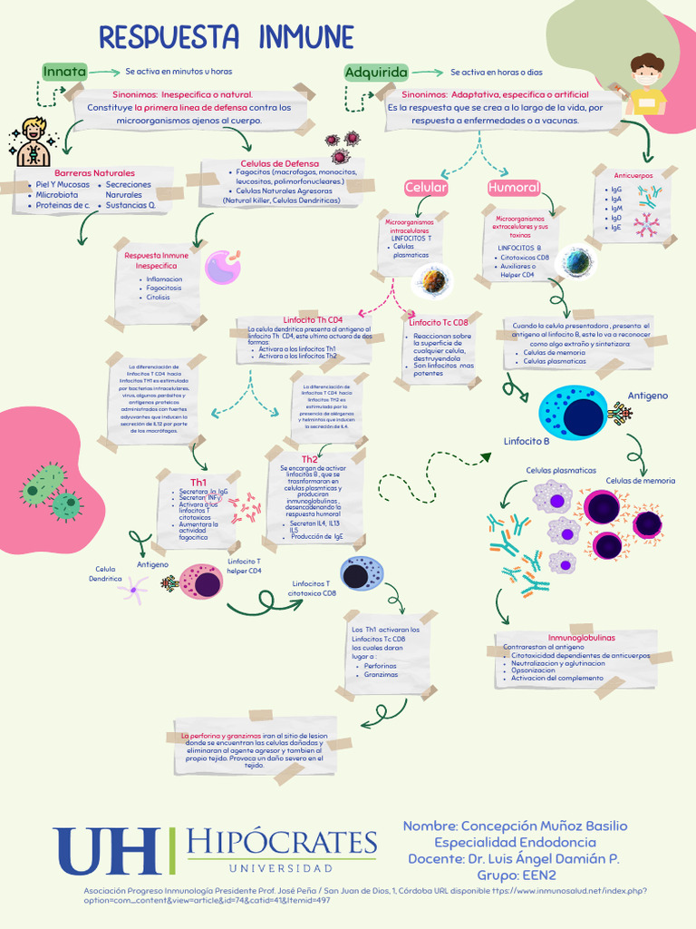 Respuesta Inmune | PDF | Linfocitos | Sistema inmune