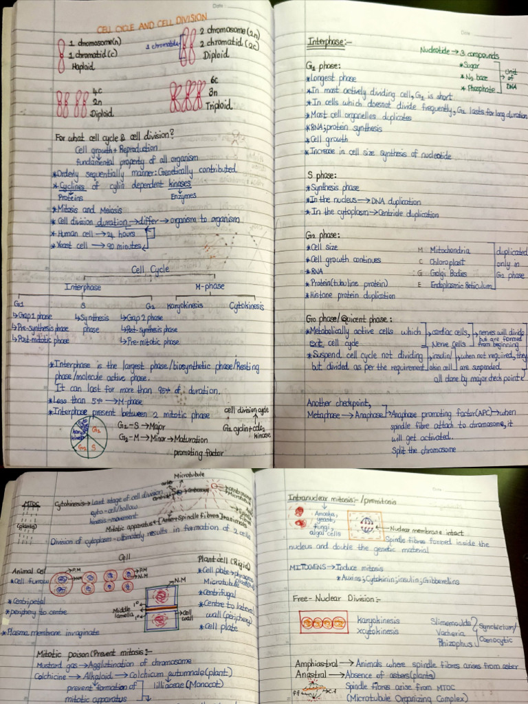 Mitosis Self Notes | PDF