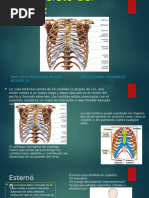 Ángulo de Louis | PDF | Tórax | Anatomía humana