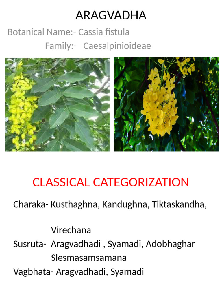 ARAGVADHA | PDF | Plants | Botany