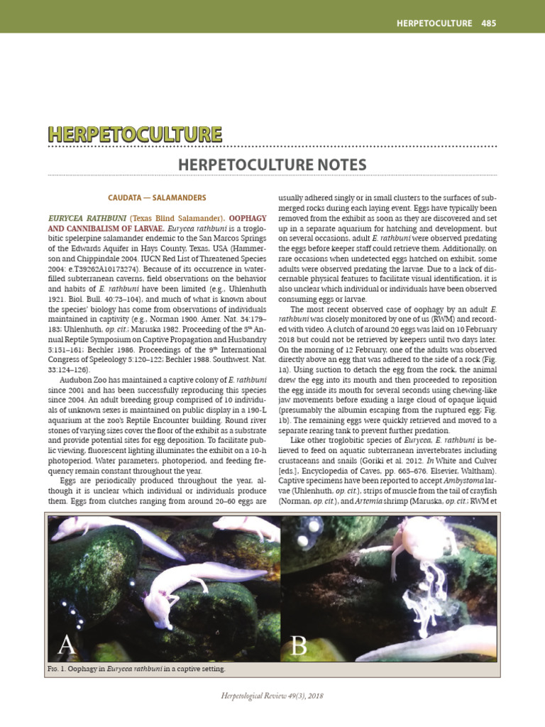 Jara Feeding-Herpetoculture - Notes | PDF | Zoo | Egg