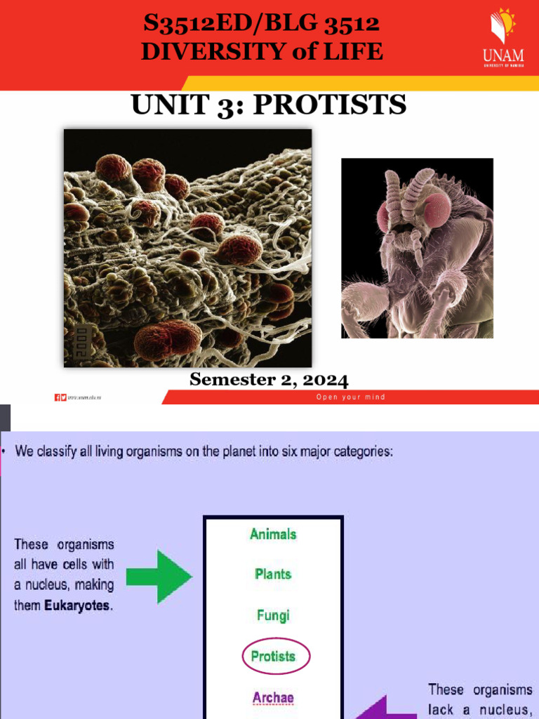 2024 Unit 3 - PROTISTS | PDF | Eukaryotes | Algae 2024 Unit 3 - PROTISTS | PDF | Eukaryotes | Algae
