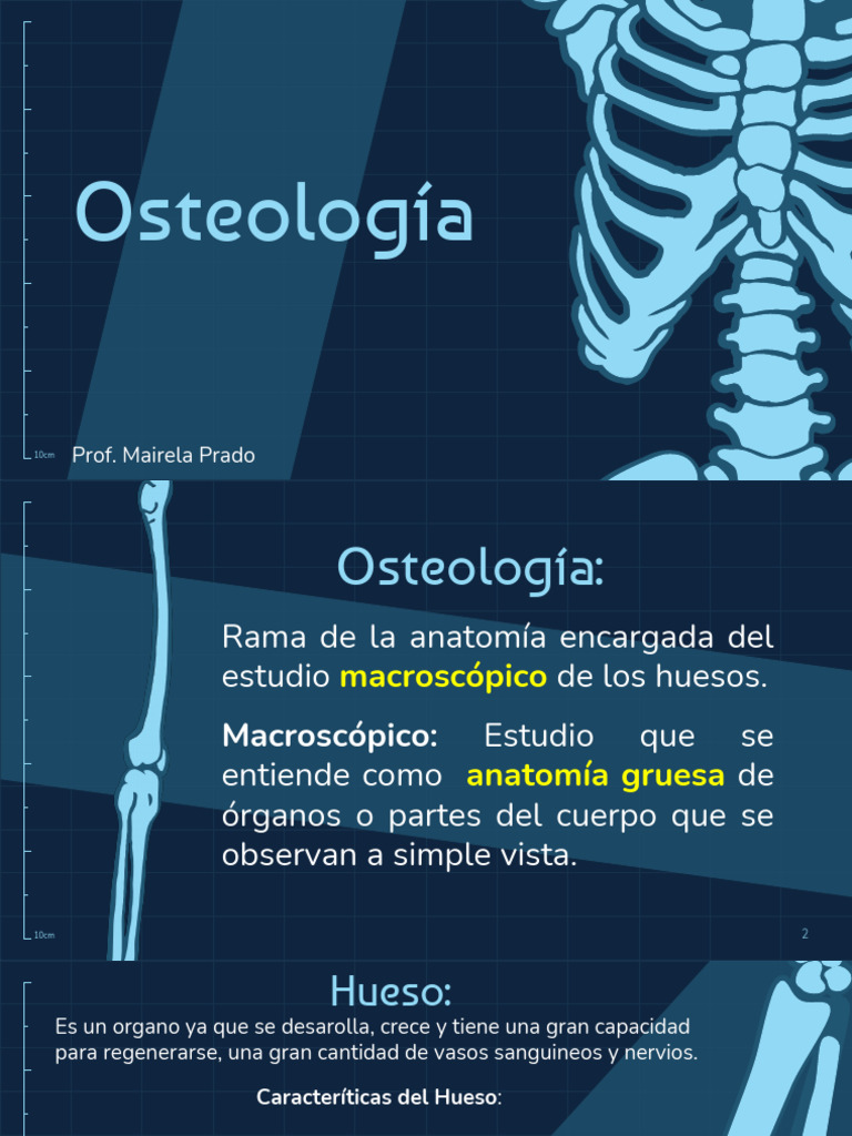 Osteología | PDF | Hueso | Esqueleto