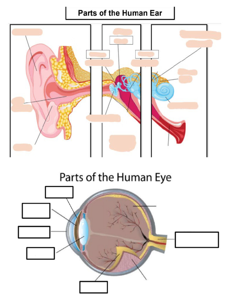 G3 Q2 Sci Eyes N Ears Part Worksheet | PDF