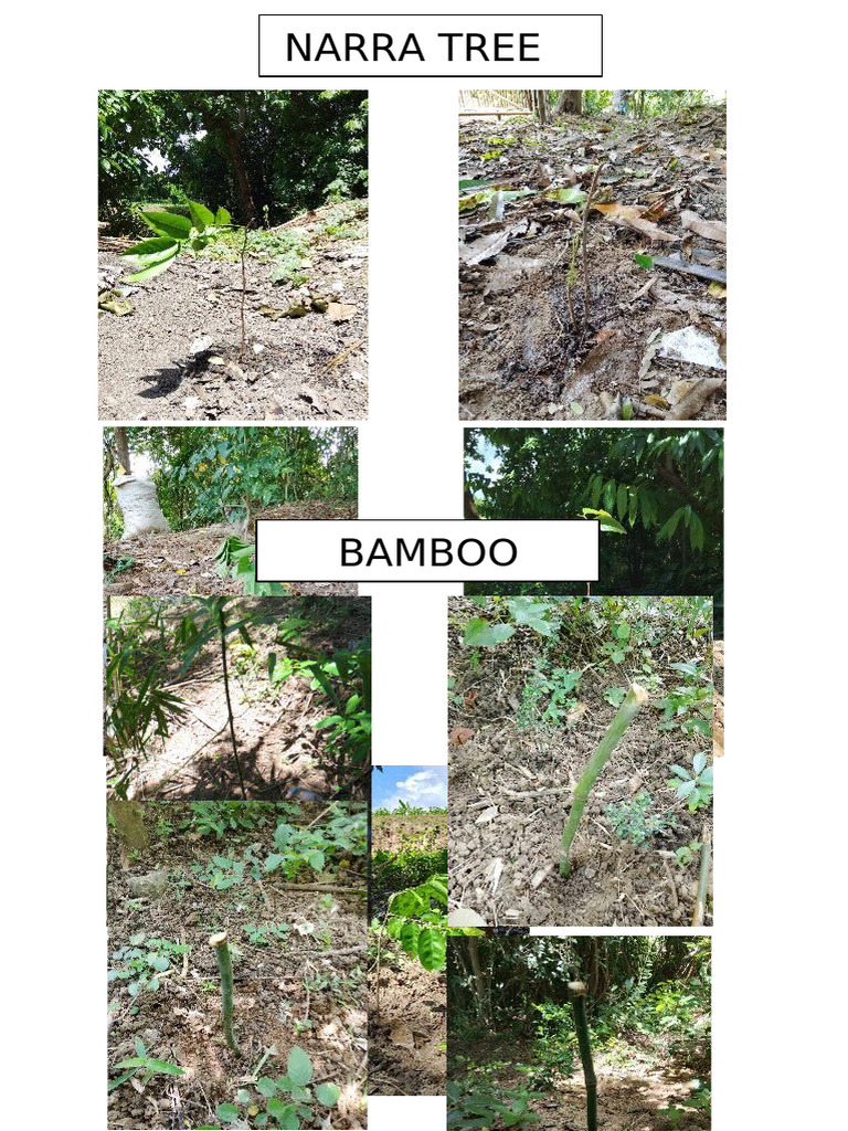 BAMBOO | PDF