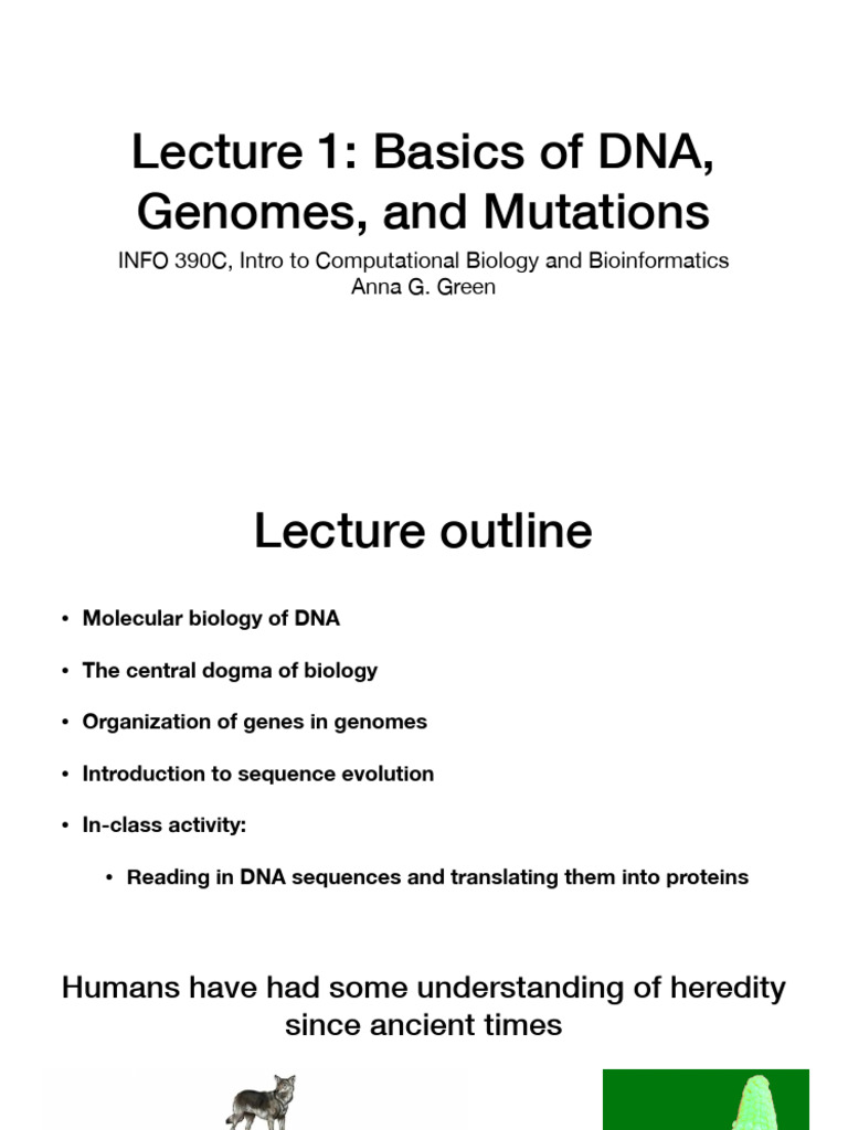 Lecture 01 - Basics of DNA, Genomes, and Mutations | PDF | Rna | Genetic Code
