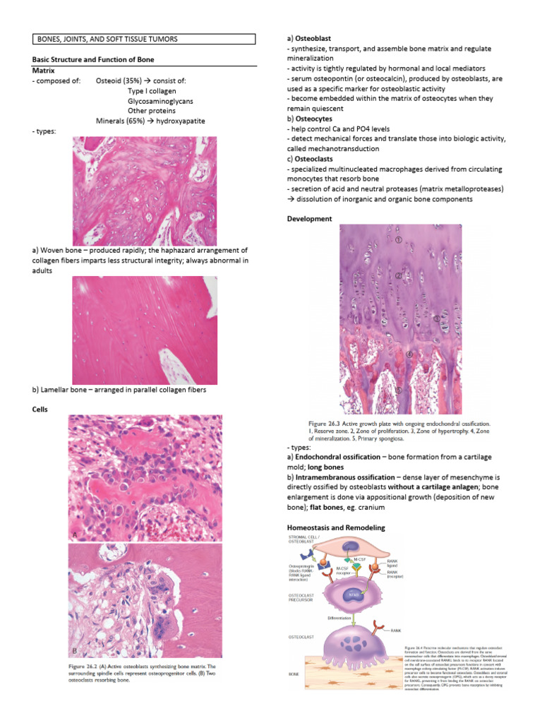 26 BONES | PDF | Bone | Osteoblast