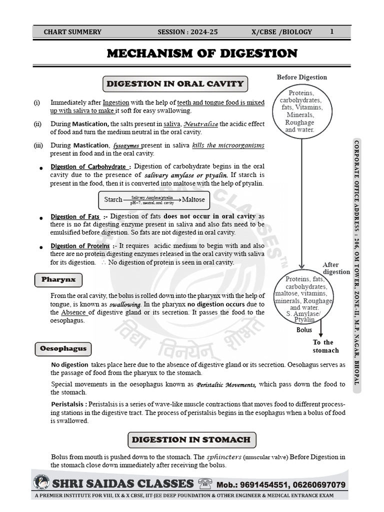Class 10th Mechanism Digestion Summary Chart | PDF | Digestion | Stomach