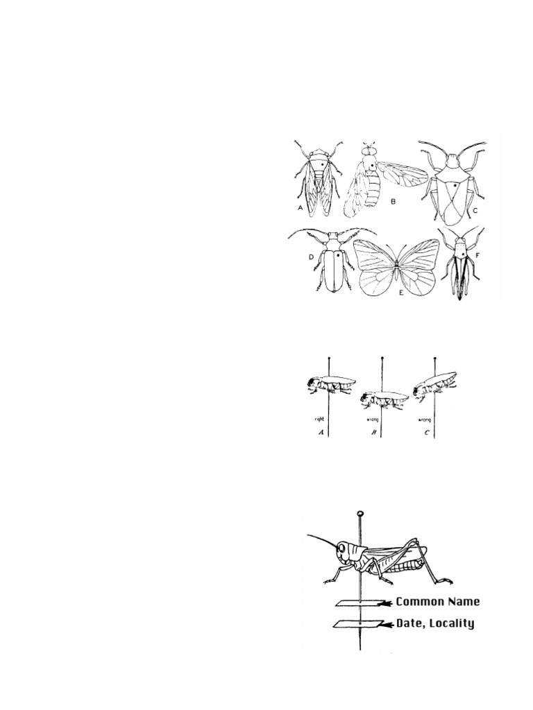 pinning | PDF | Insects