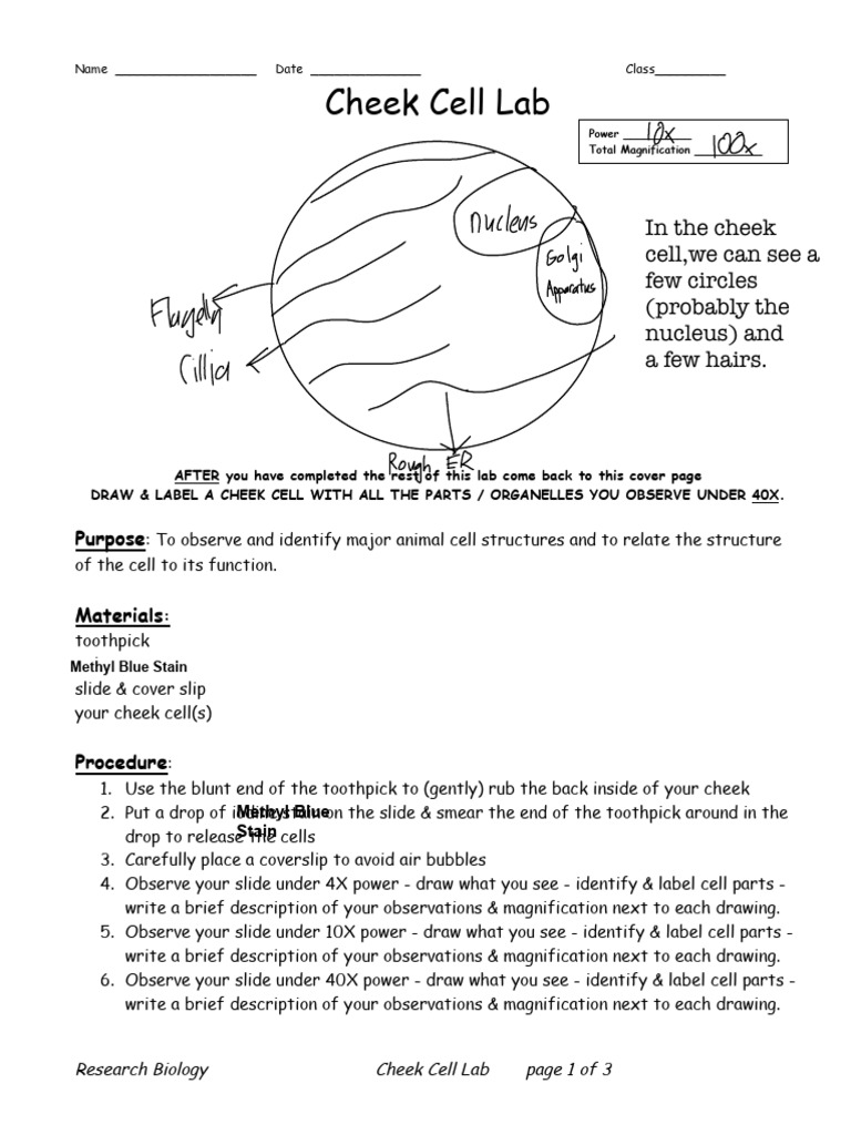 Cheek Cell and Onion Cell Lab-1 | PDF | Cell (Biology) | Staining