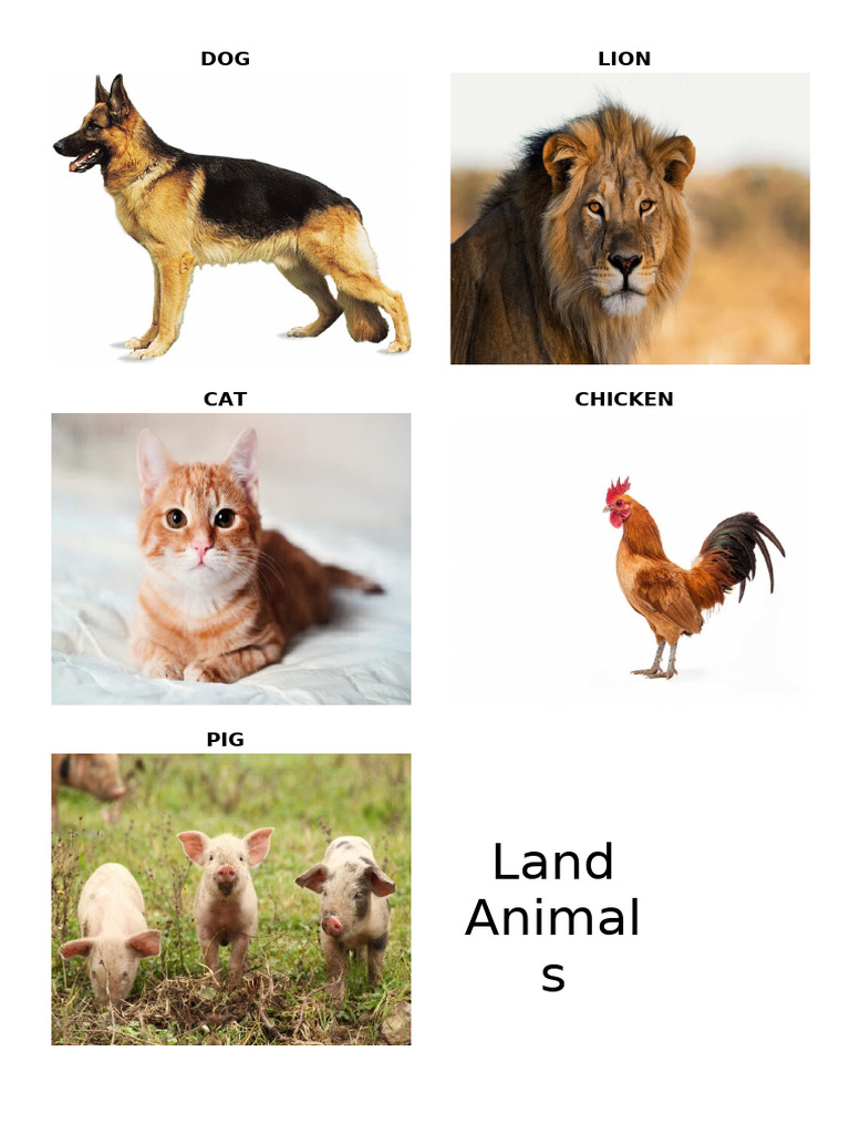 Land Animals List | PDF