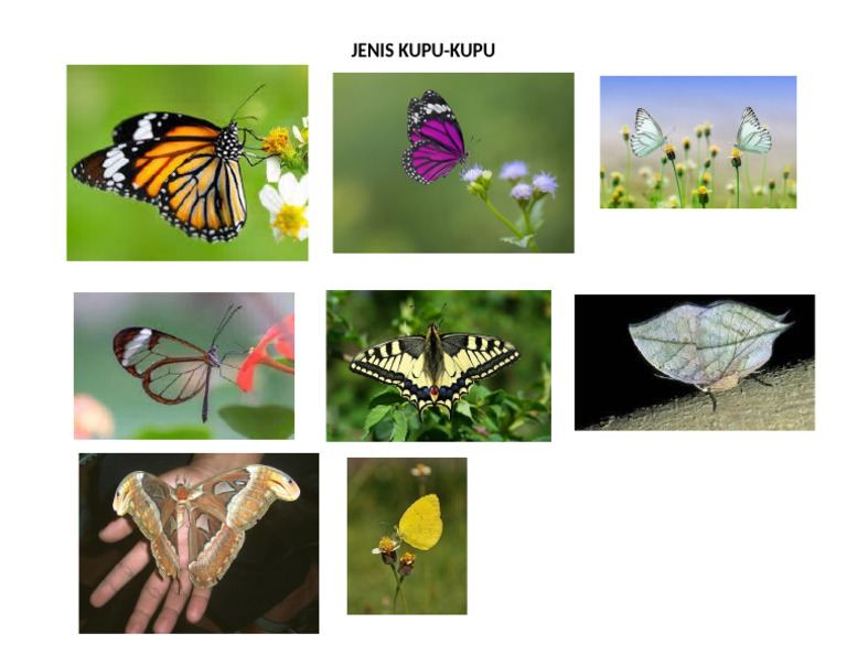 Jenis Kupu | PDF