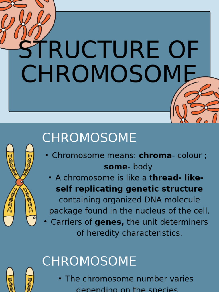 Strcuture of Chromosome | PDF | Chromosome | Ploidy
