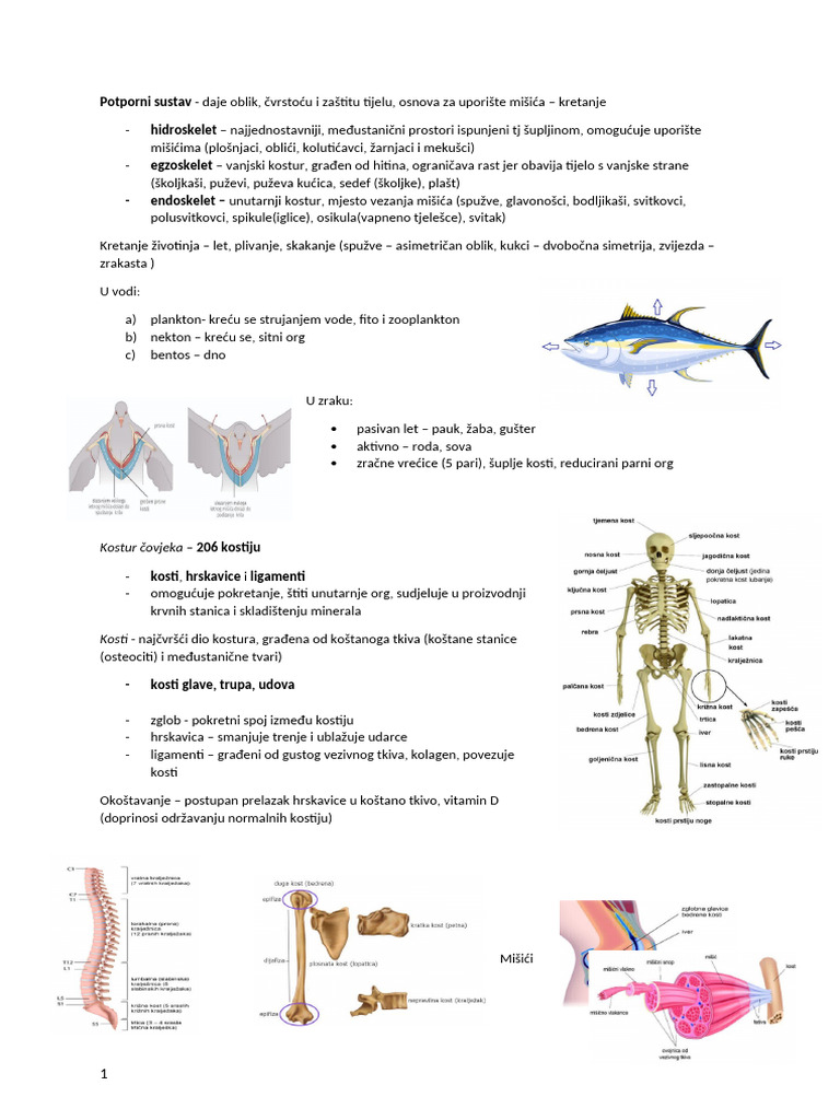 Kretanje Srce Kosti - Usmeni | PDF