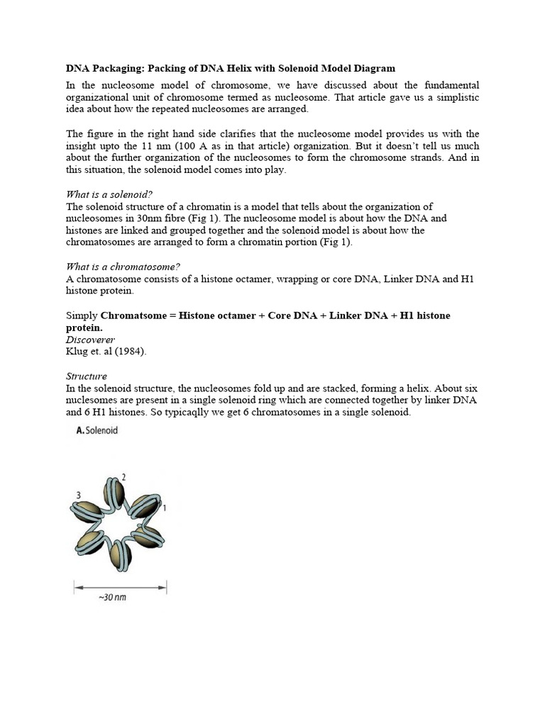 solenoid structure | PDF | Histone | Chromatin