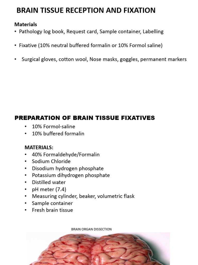 Brain Tissue Reception and Fixation: Materials | PDF