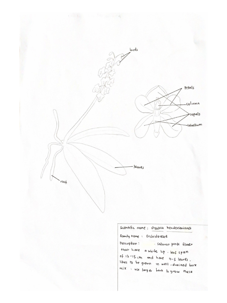 Orchid Drawing | PDF