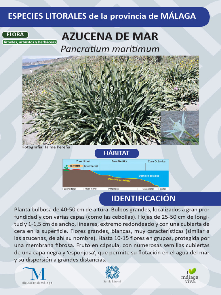 Azucena de Mar: Flora Costera de Málaga | PDF