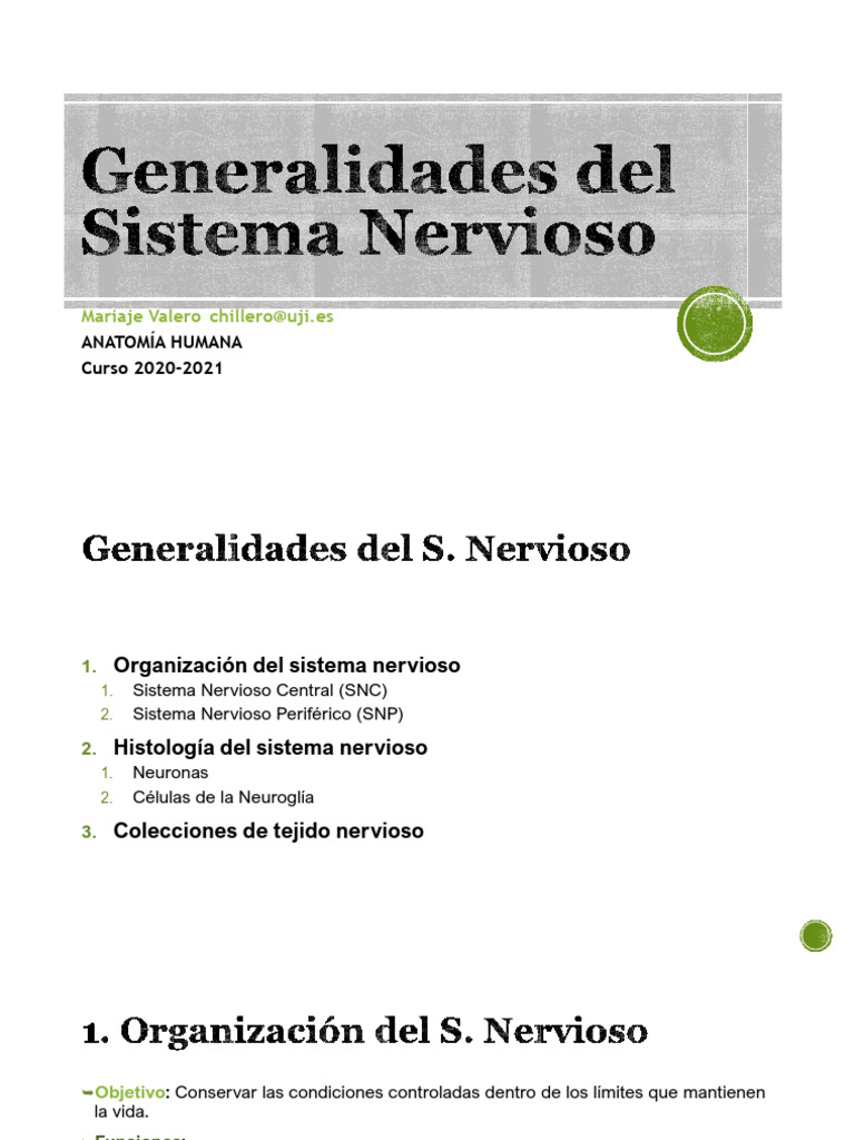 T7-Generalidades Del SN | PDF | Axon | Neurona