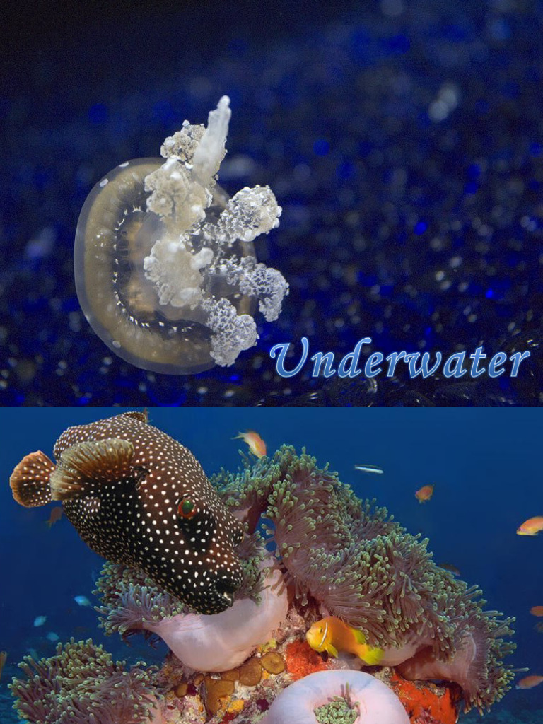 Underwater | PDF