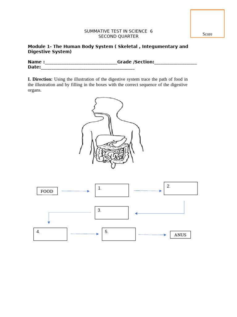 SUMMATIVE TEST IN SCIENCE 6- 2nd quarter | PDF | Skin | Integumentary ...