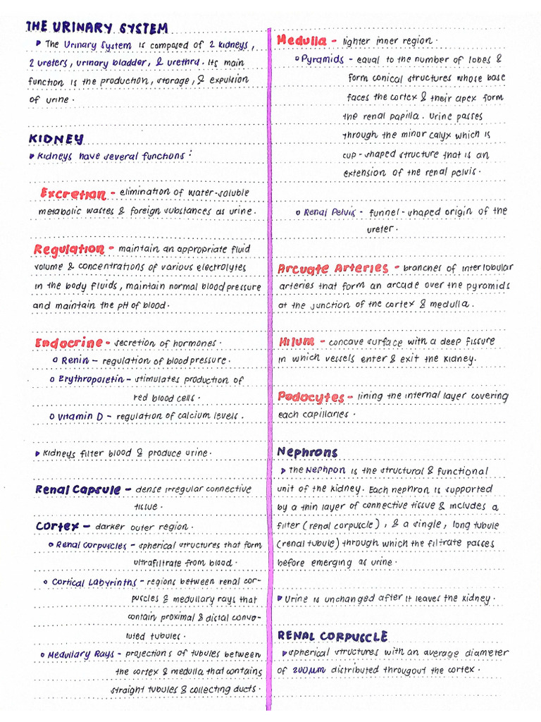 Chynna's Reviewer - Urinary | PDF