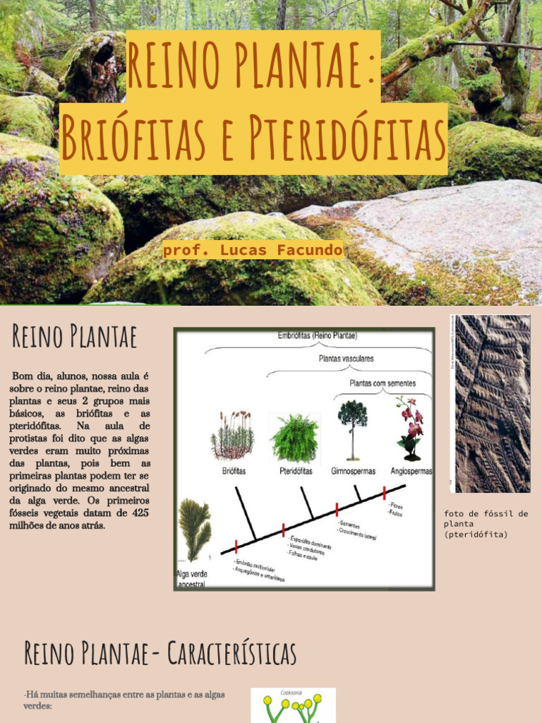 Briófitas e Pteridófitas: Características e Reproduções | PDF | Plantas ...