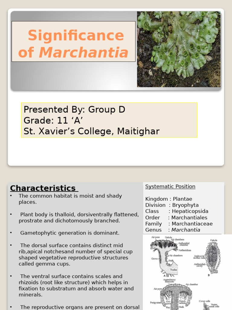 Significance-of-Marchantia Group | PDF | Plants | Invasive Species