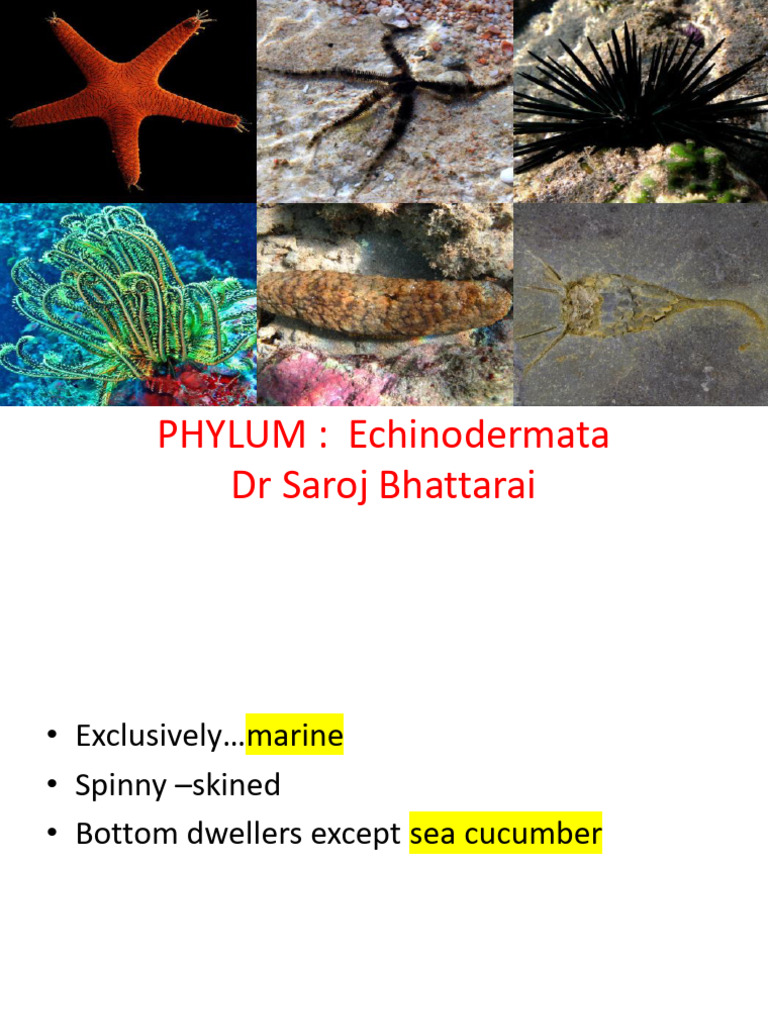 PHYLUM | PDF | Home & Garden | Science & Mathematics