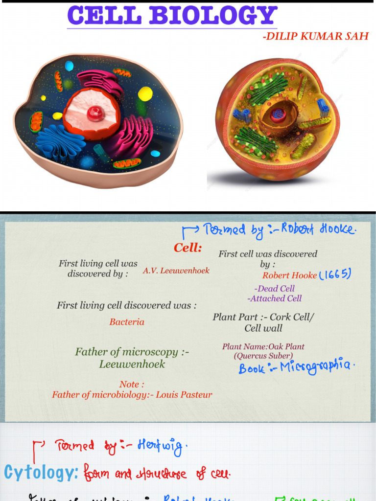 Chlorophyll Types and Structure Explained | PDF