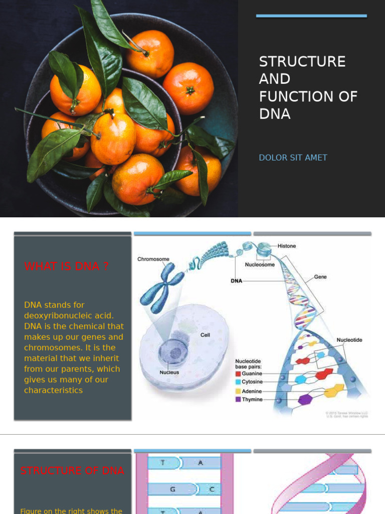 DNA Structure and Function Explained | PDF | Language Arts & Discipline ...