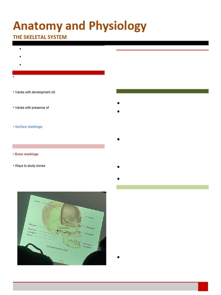 Skeletal System Reviewer | PDF | Vertebra | Vertebral Column
