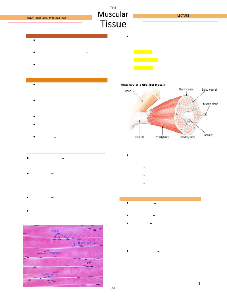 MUSCULAR TISSUE TRANSES. | PDF | Neuromuscular Junction | Muscle ...