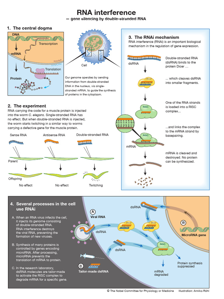 RNA Interference: Gene Silencing Mechanism | PDF | Rna | Rna Interference